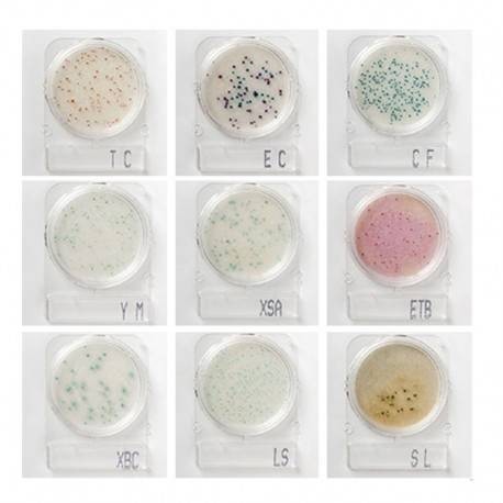 YM (LEVURES ET MOISISSURES) COMPACT DRY x 40 PLAQUES *** - Atlantic labo ics